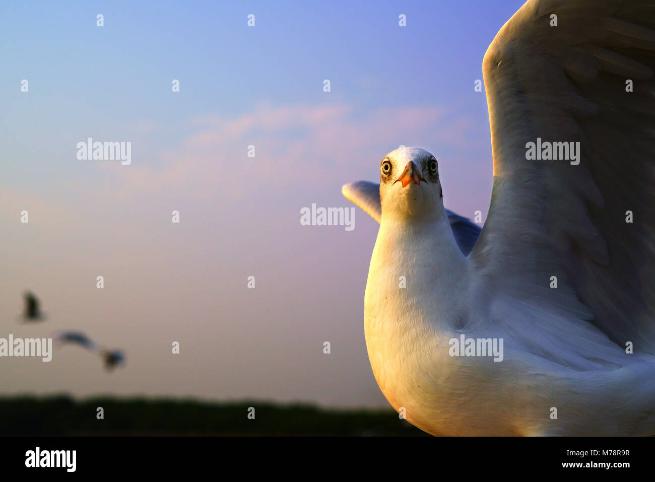 Seagull eye focus in sunset time Stock Photo - Alamy