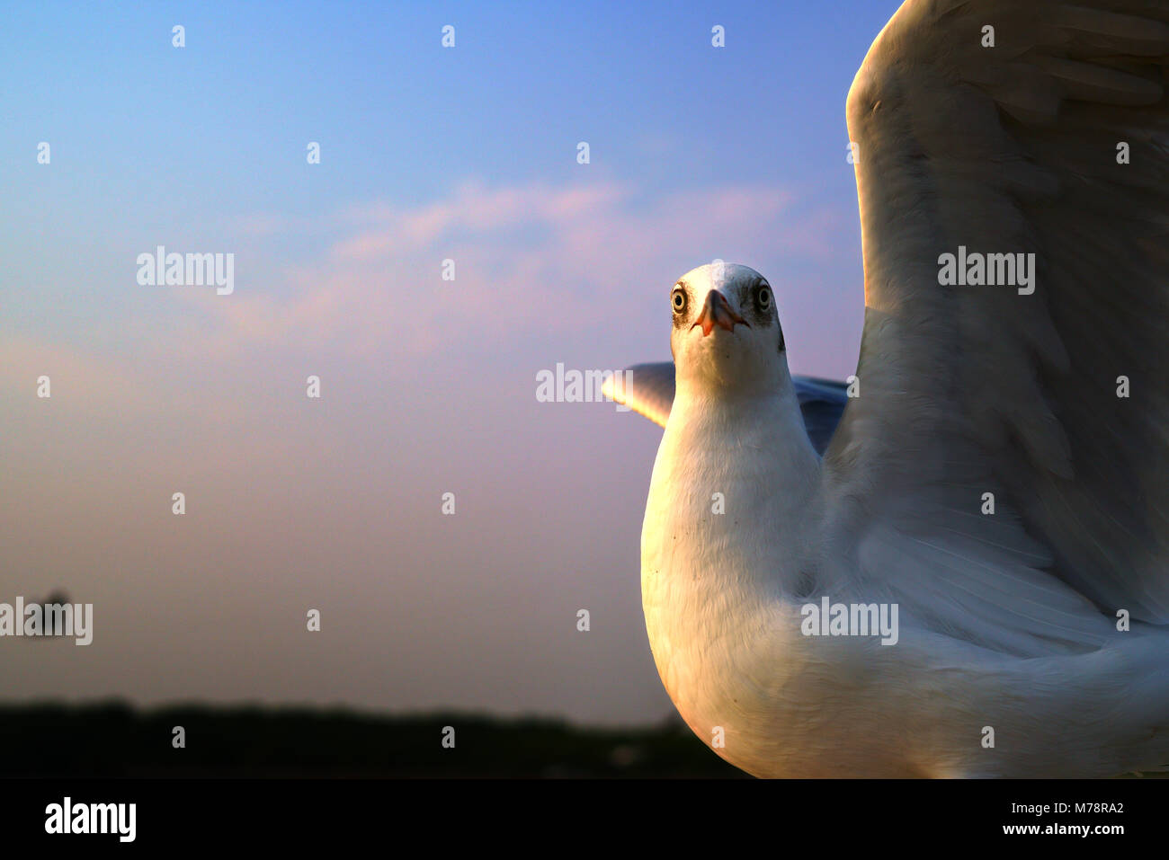 Seagull eye focus in sunset time Stock Photo - Alamy