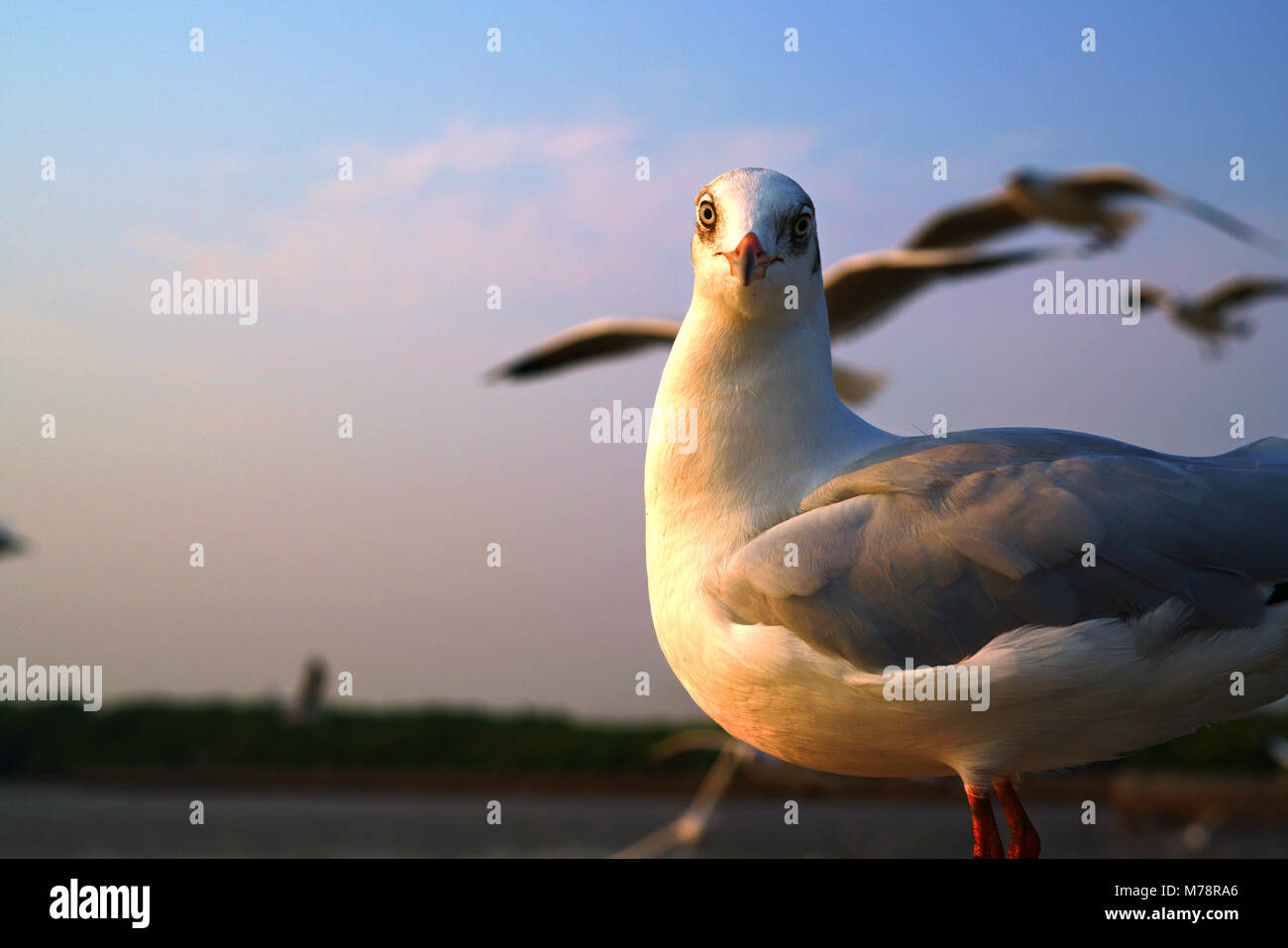 Seagull eye focus in sunset time Stock Photo - Alamy