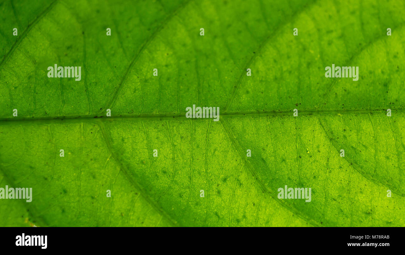 Delicate bone structure hi-res stock photography and images - Alamy