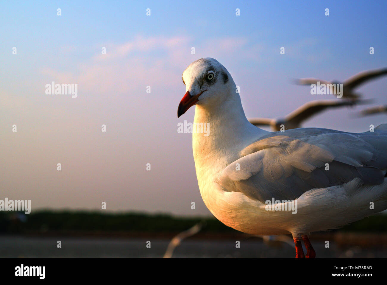 Closeup shot seagulls sea hi-res stock photography and images - Alamy