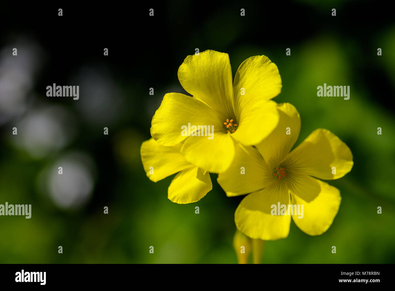 Spring macro hi-res stock photography and images - Alamy