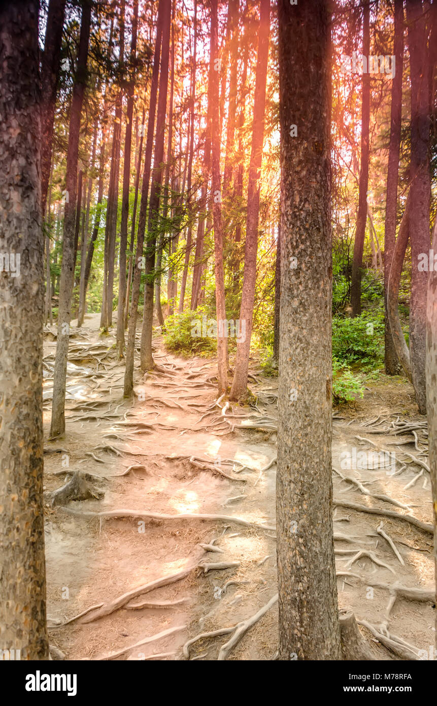 Tall Trees With Roots High Resolution Stock Photography and Images - Alamy