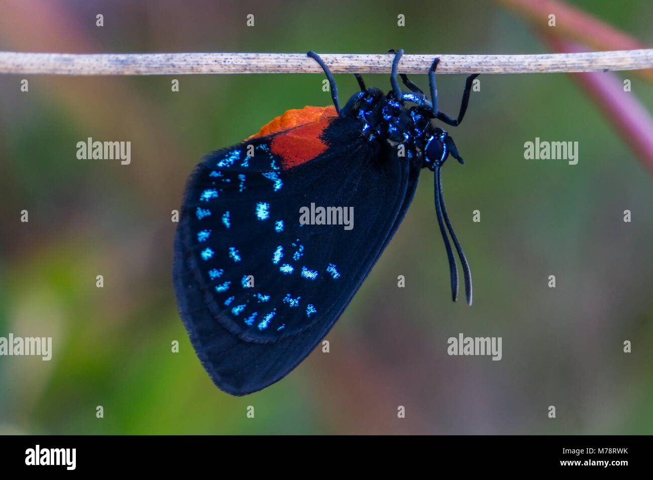 Atala Butterfly (Eumaeus atala) drying its wings after just emerging ...