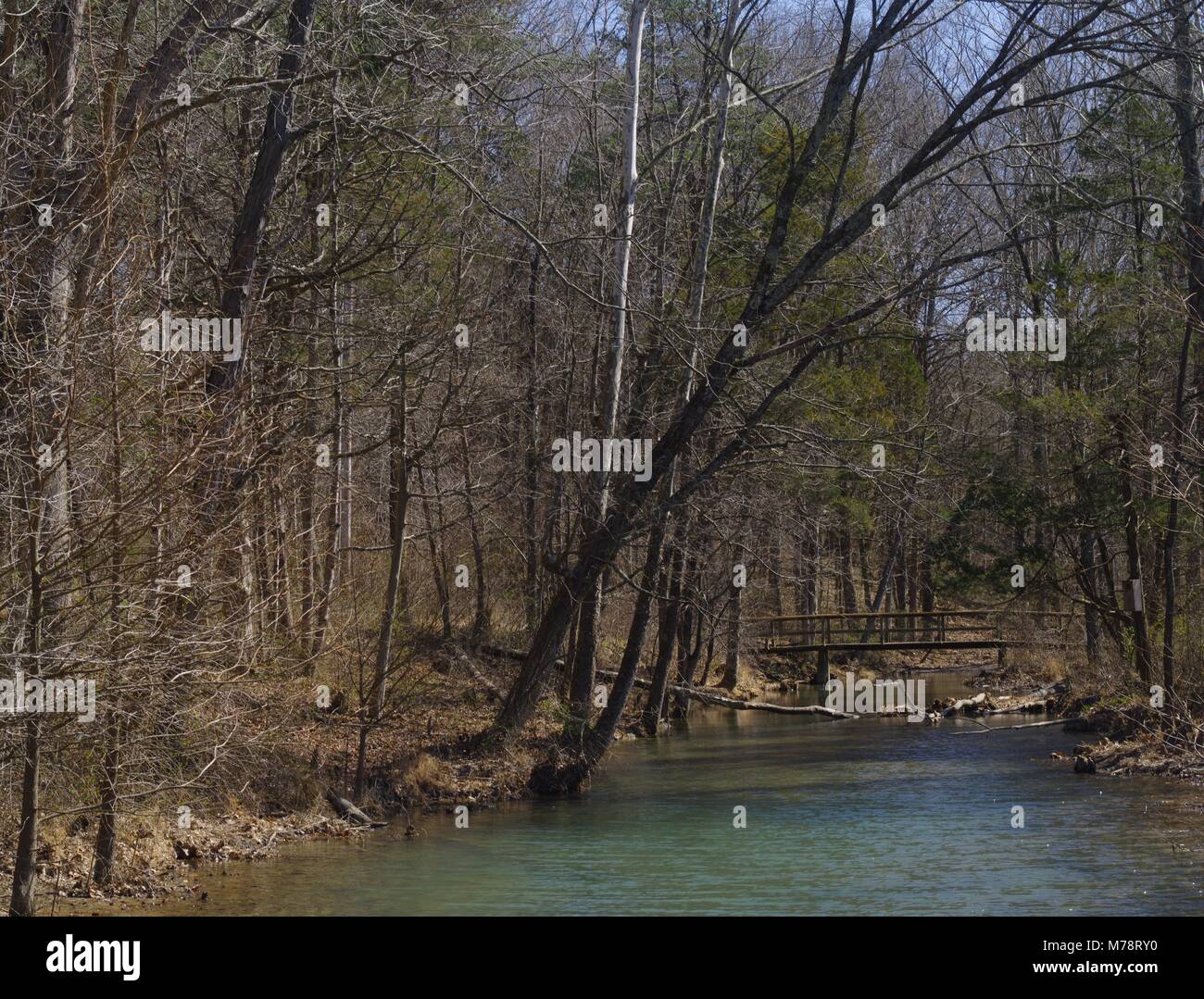 forest at peace late winter Stock Photo - Alamy