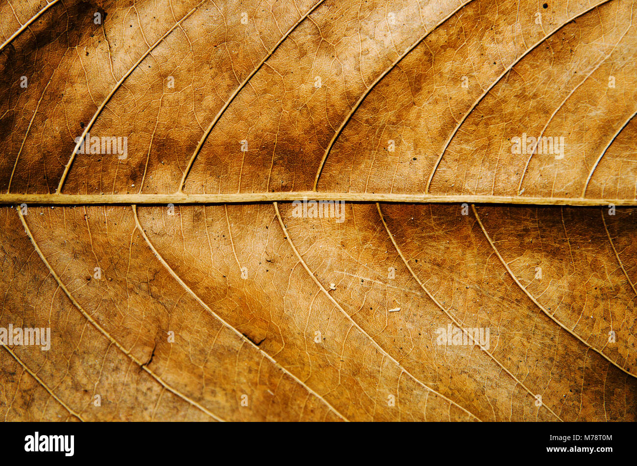 Dried leaf texture background Stock Photo - Alamy