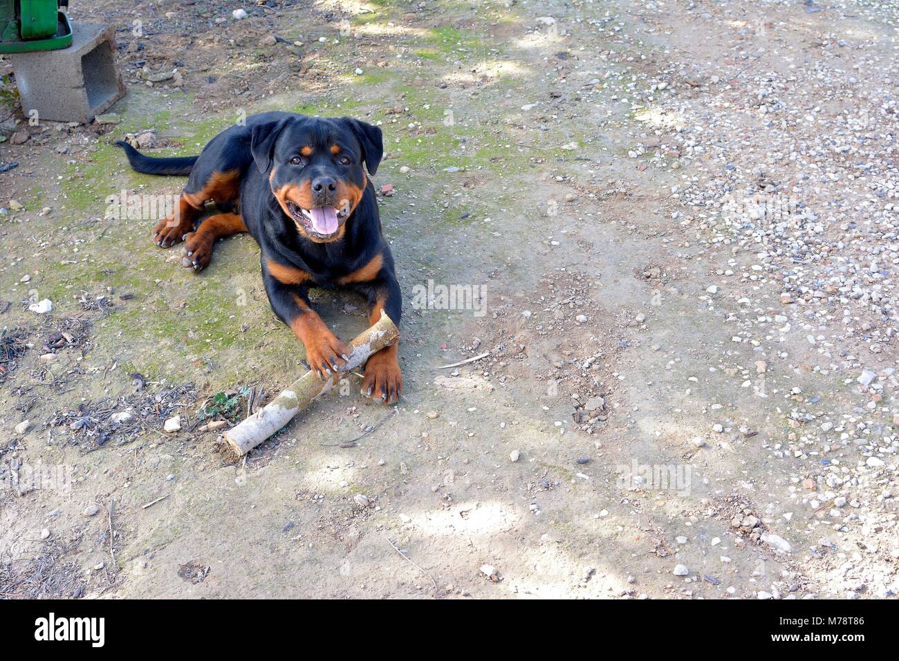 Portrait of a big puppy dog - Rottweiler Stock Photo - Alamy