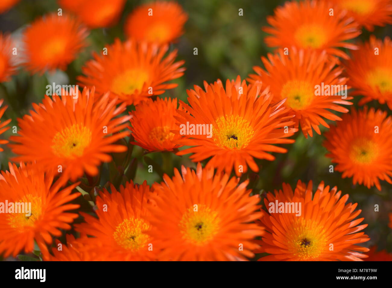 Orange Ice Plant flowers (Pig face,Orange glow, Trailing ice plant ...