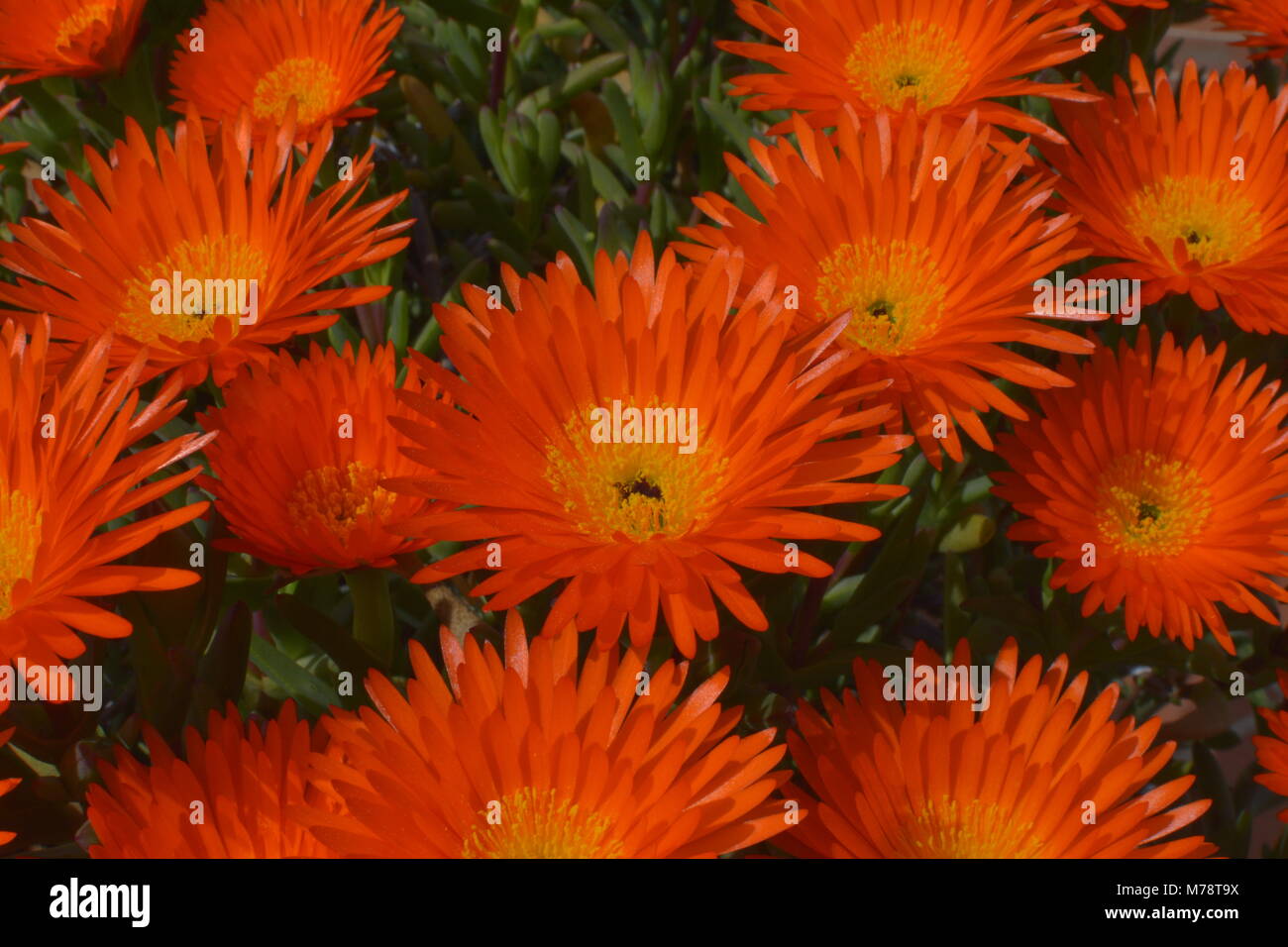 Orange Ice Plant flowers (Pig face,Orange glow, Trailing ice plant ...