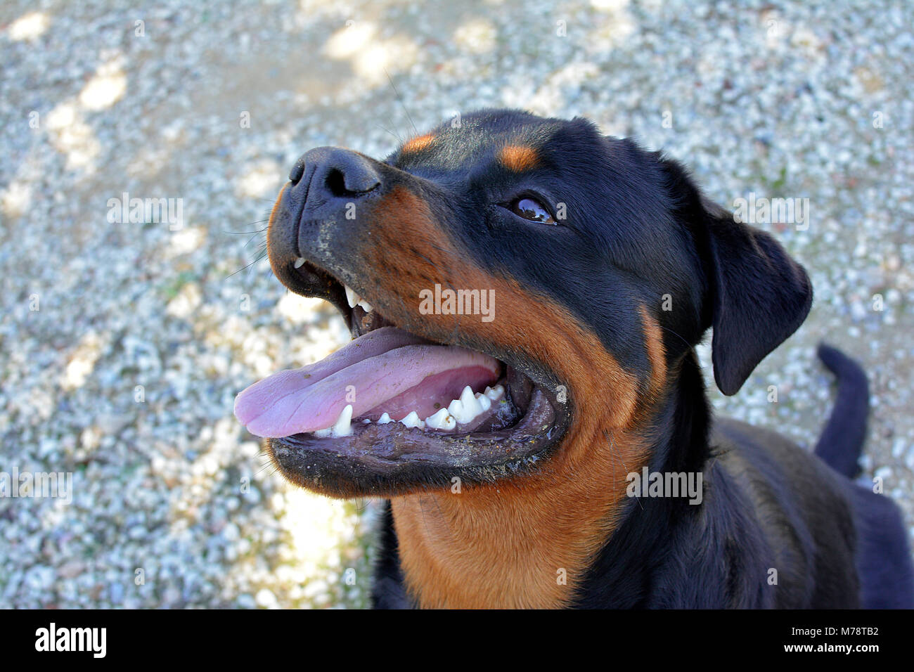 Portrait of a big puppy dog - Rottweiler Stock Photo - Alamy