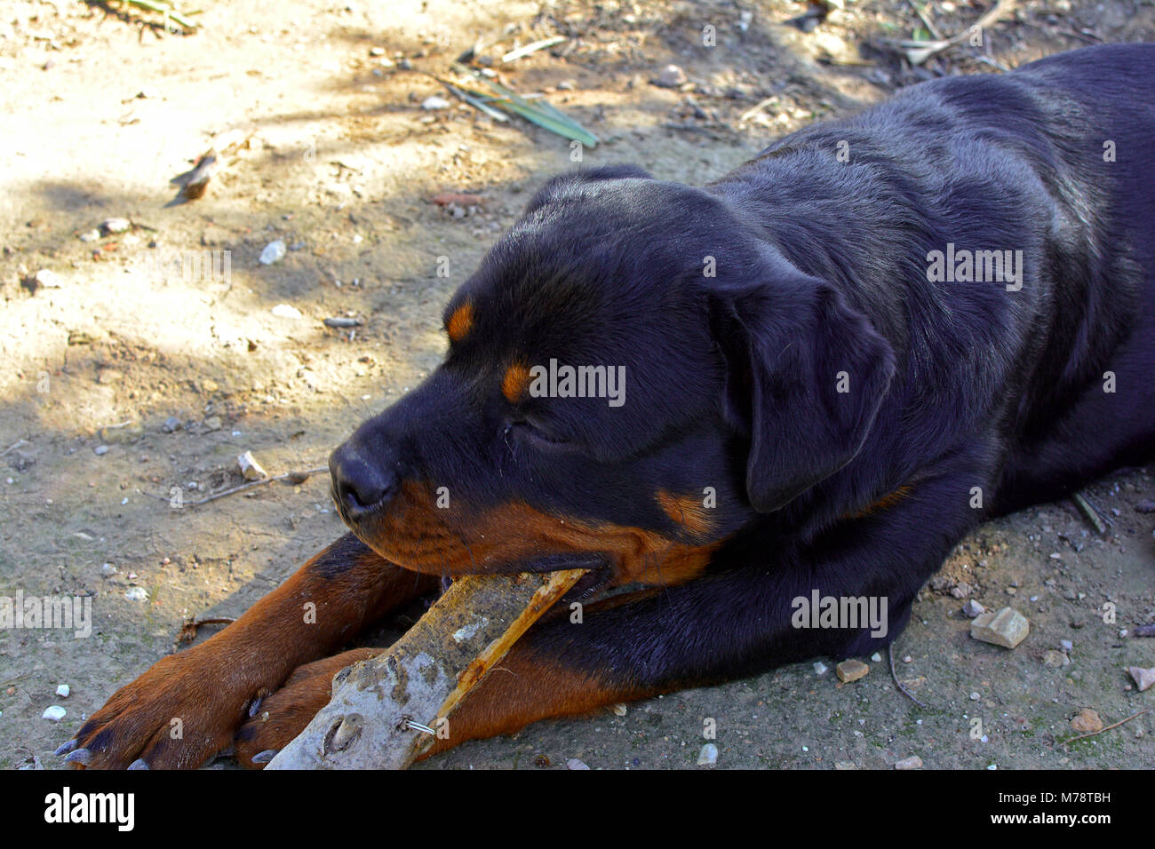 Portrait of a big puppy dog - Rottweiler Stock Photo - Alamy