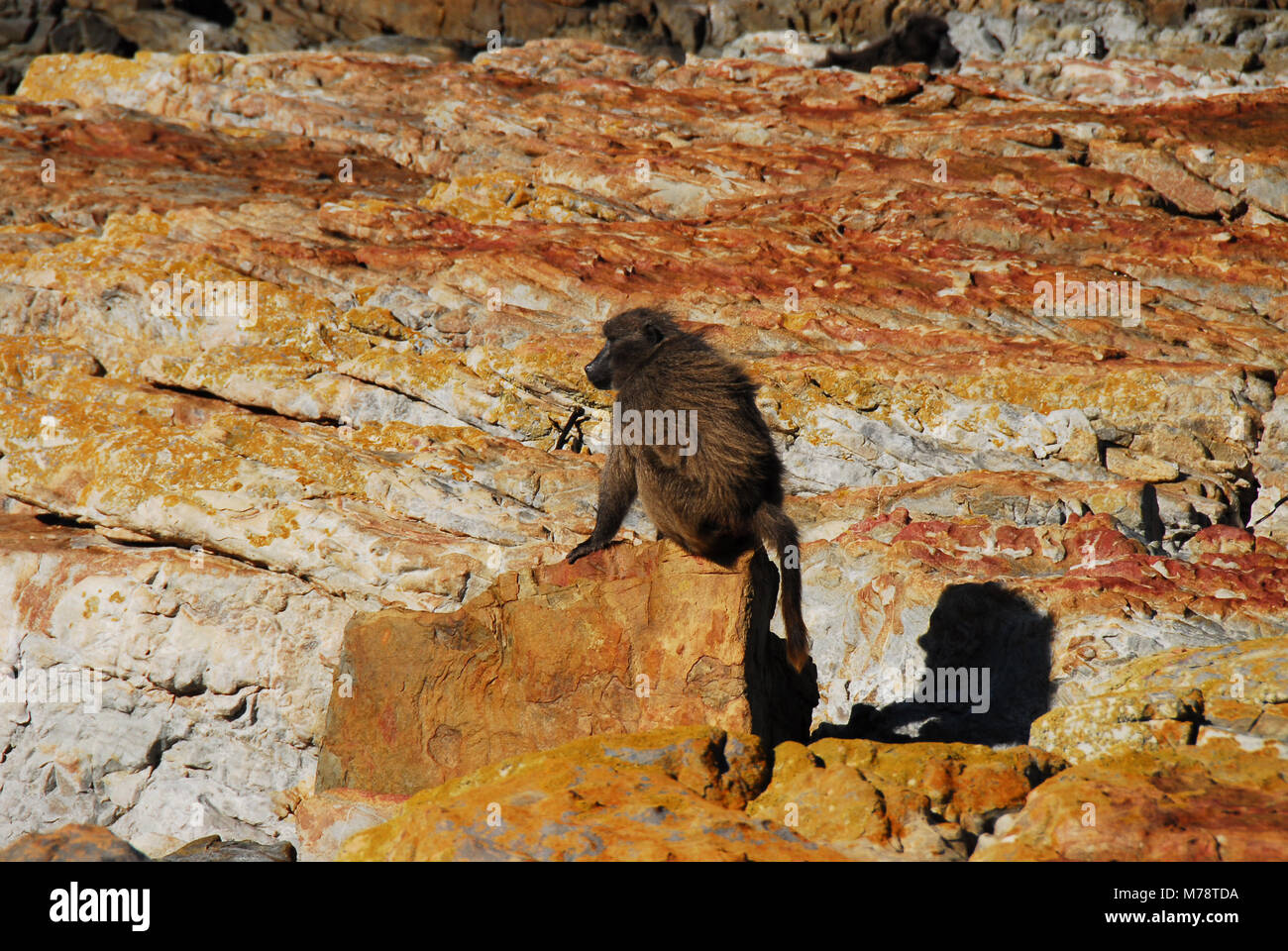 The many wild Baboons of Cape Point, South Africa are often maligned ...