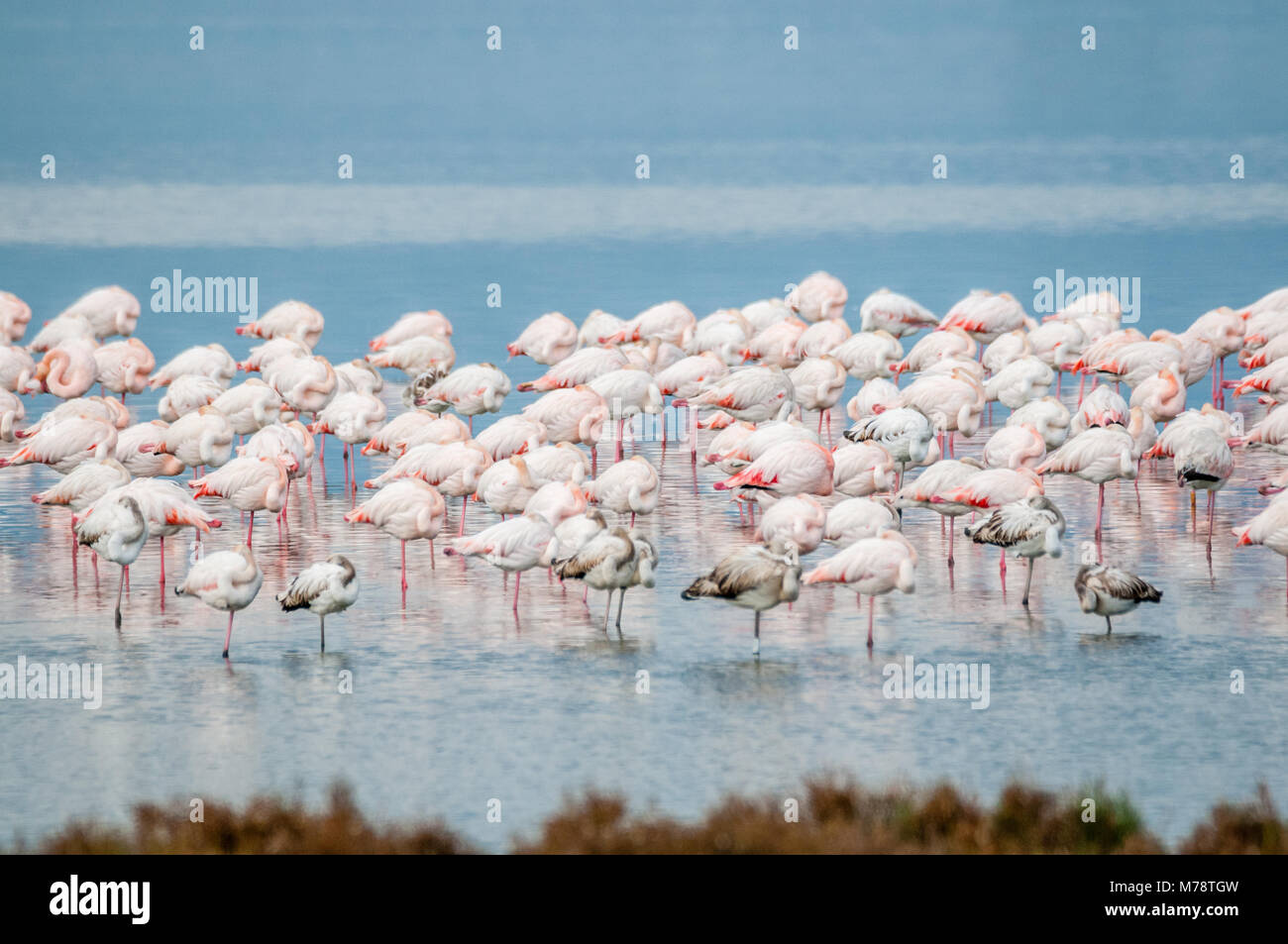 Flamingos eating hi-res stock photography and images - Alamy