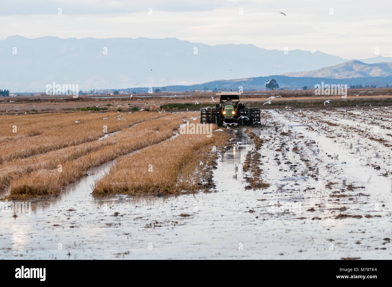 tractor for rice field, in winter stage for flooding of the terrain ...