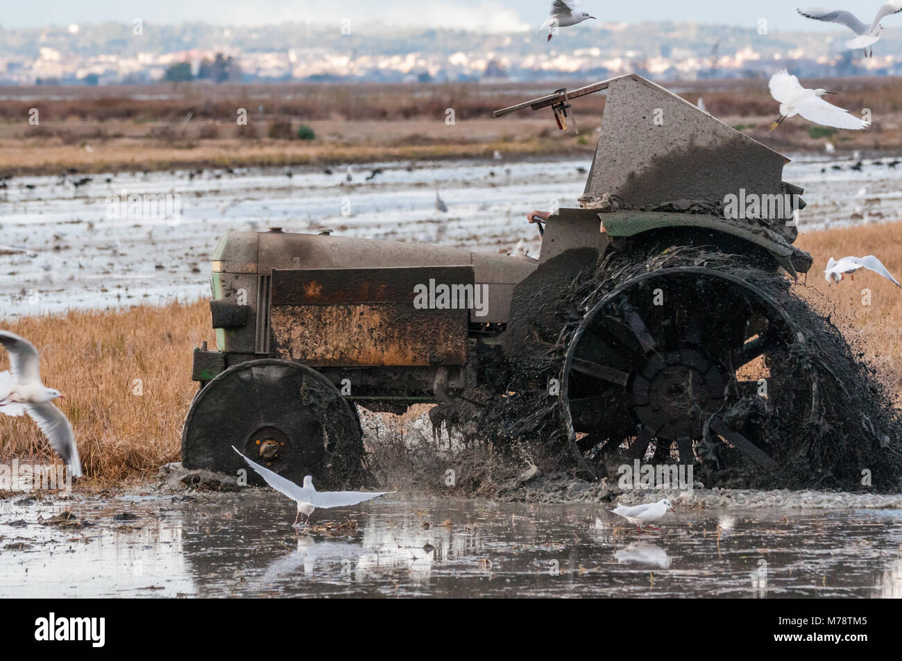 tractor for rice field, in winter stage for flooding of the terrain ...