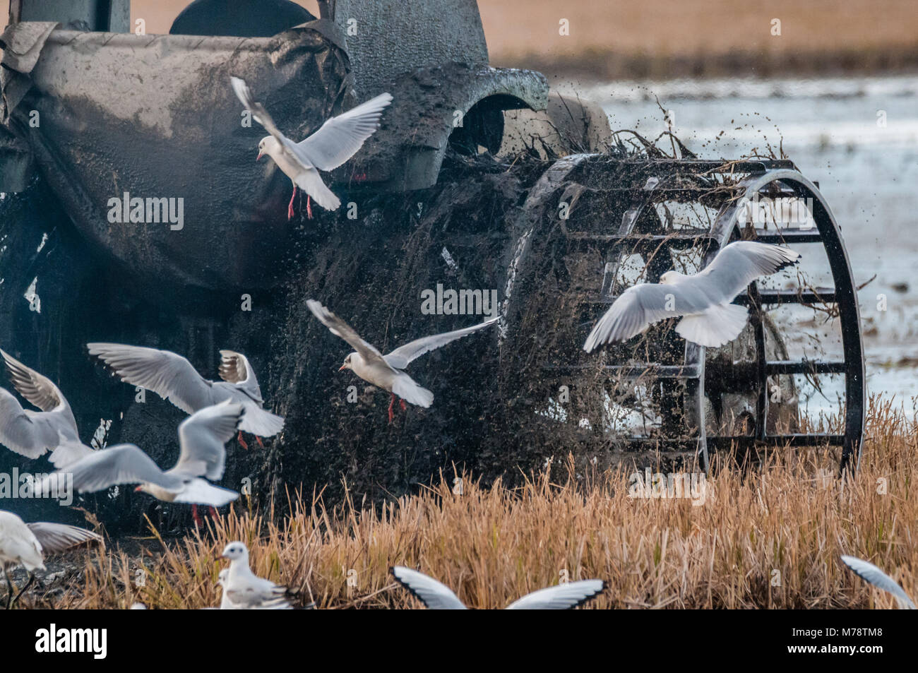 tractor for rice field, in winter stage for flooding of the terrain ...