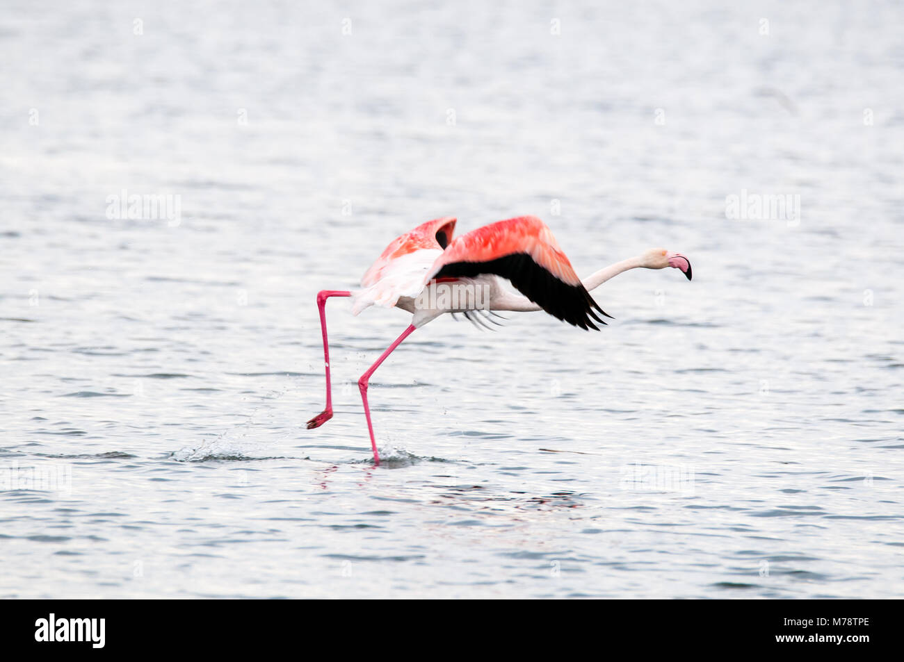 Flamingo take off hi-res stock photography and images - Alamy