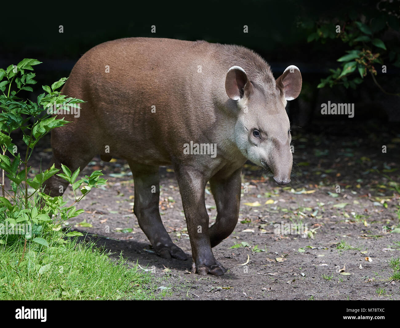 South American tapir walking in its habitat Stock Photo - Alamy