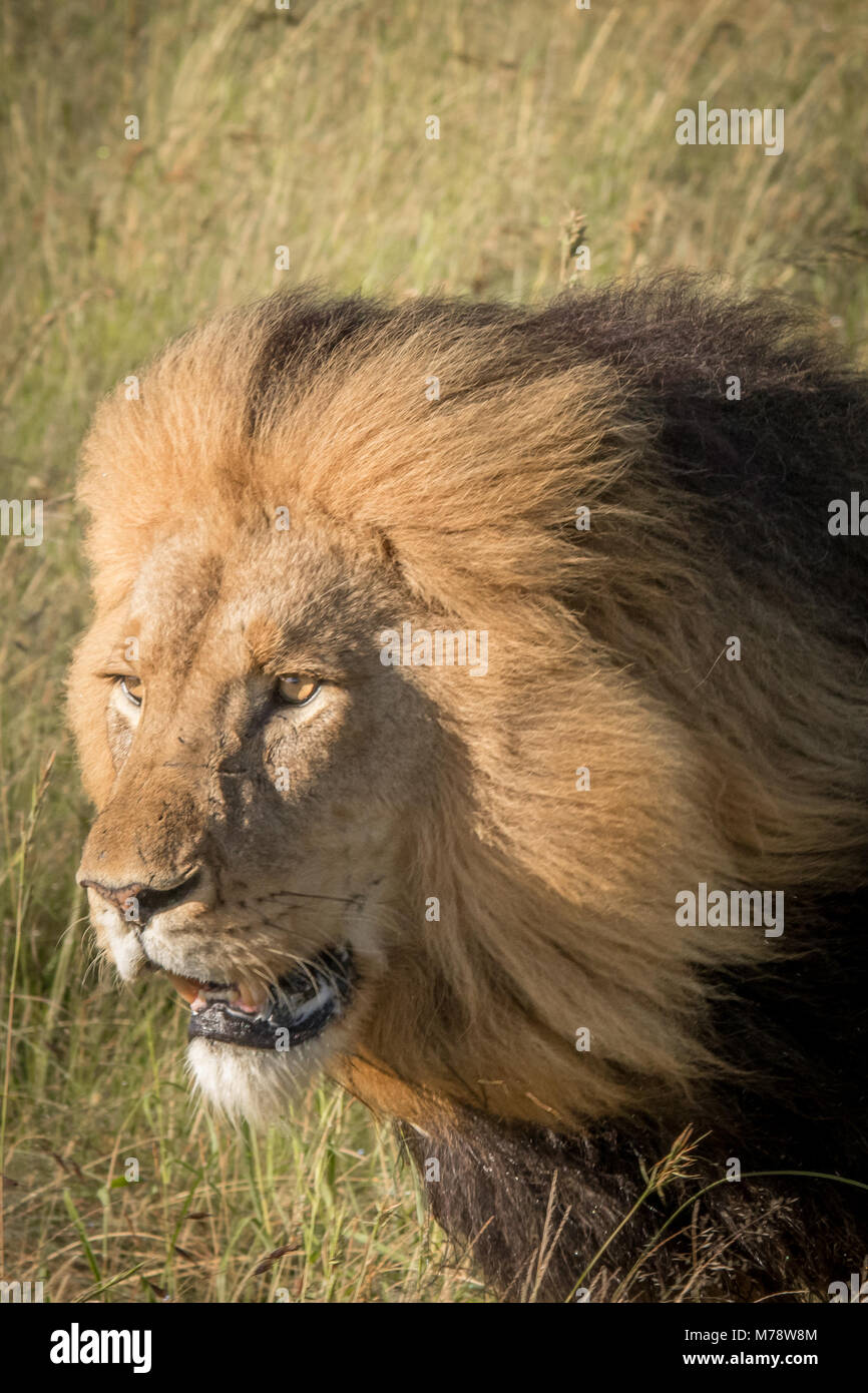 Lion, King of the beasts Stock Photo - Alamy