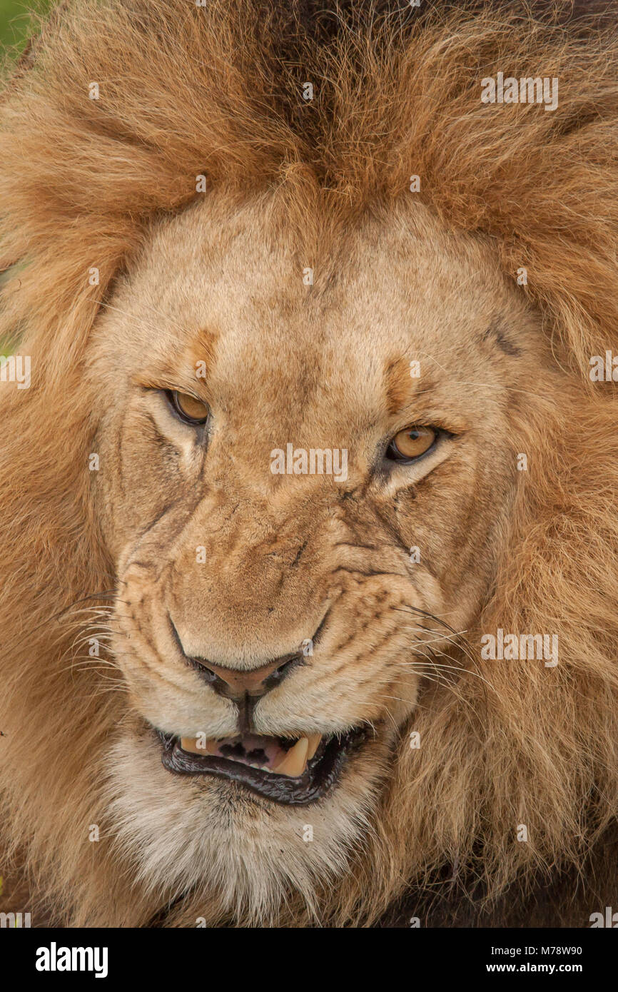 Lion, King of the beasts Stock Photo - Alamy