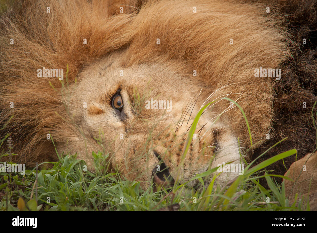 Lion, King of the beasts Stock Photo - Alamy