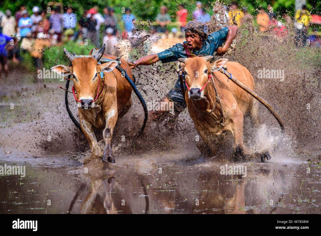Race bull indonesia hi-res stock photography and images - Alamy
