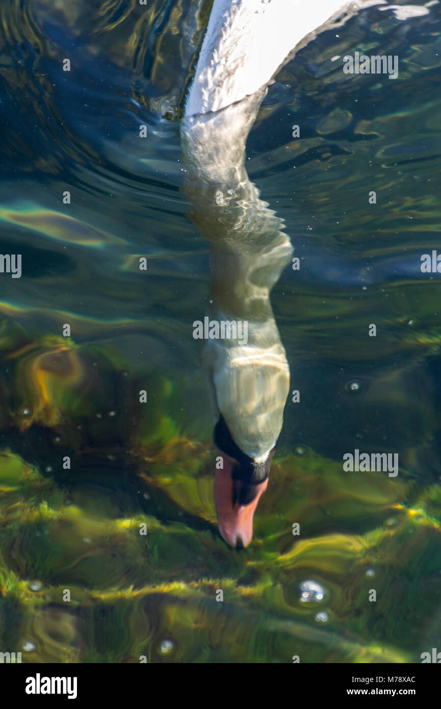 Swan Swimming Underwater High Resolution Stock Photography and Images ...