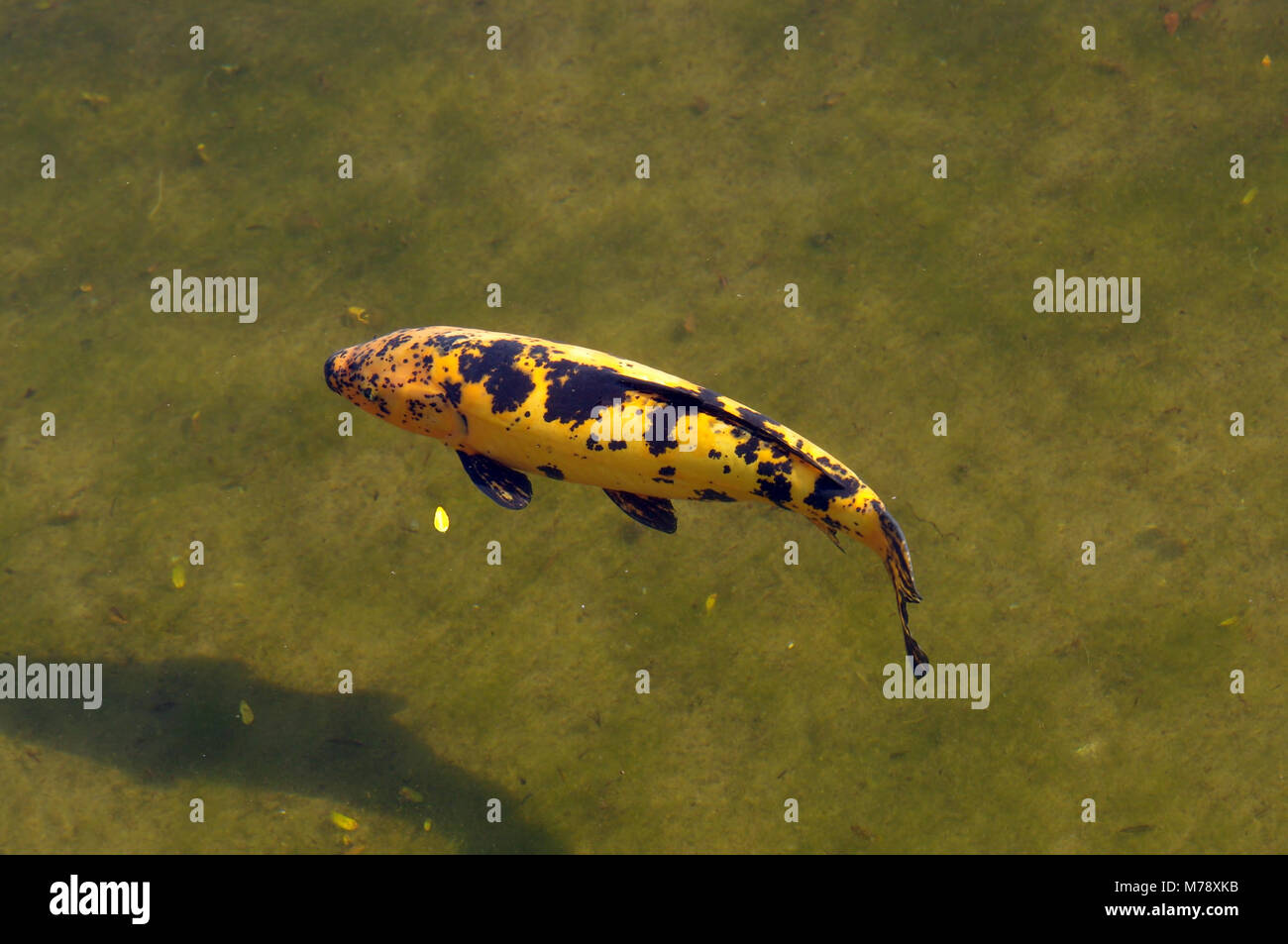 yellow koi fish from Japan Stock Photo - Alamy