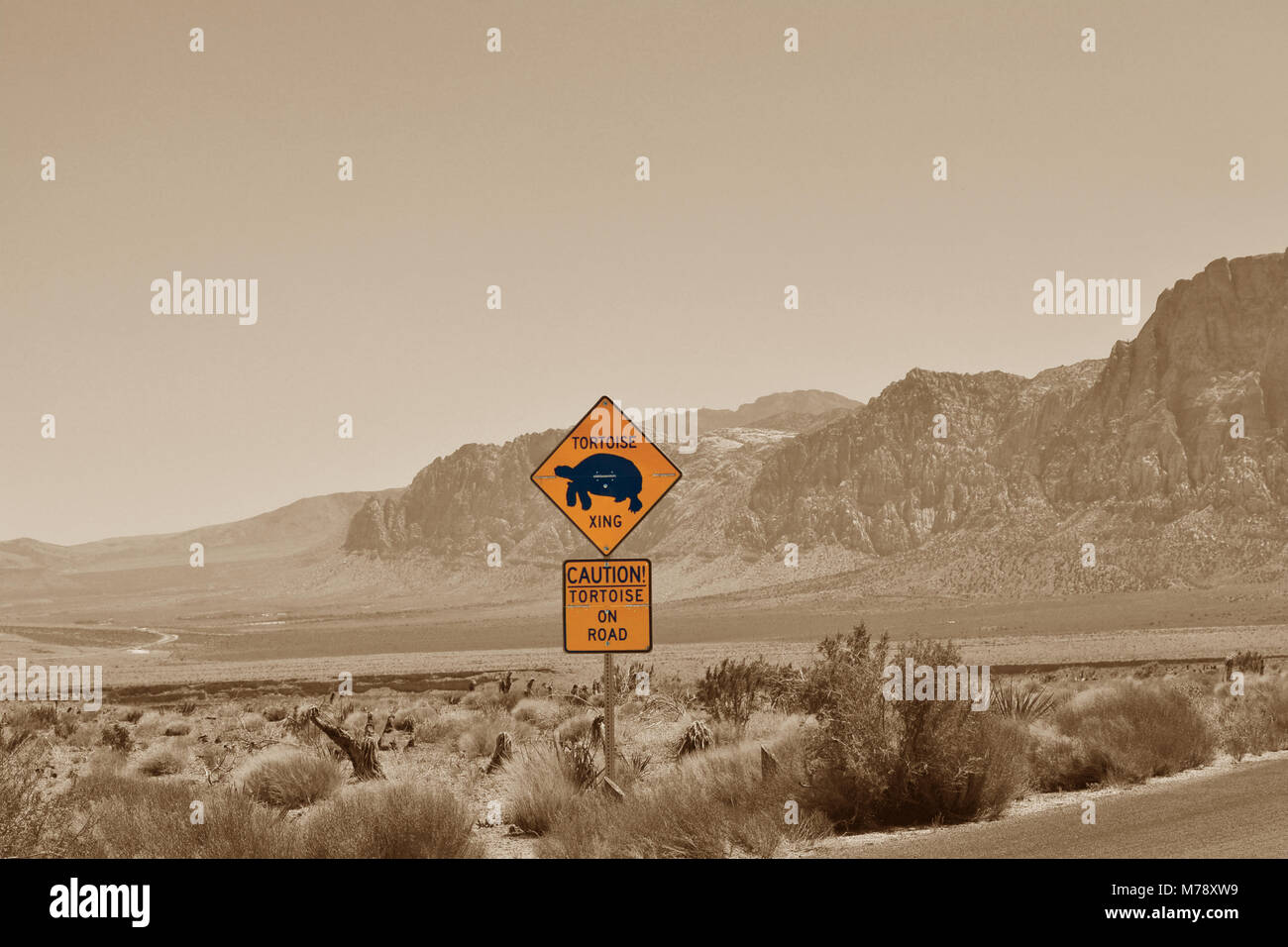 Desert tortoise sing Stock Photo - Alamy