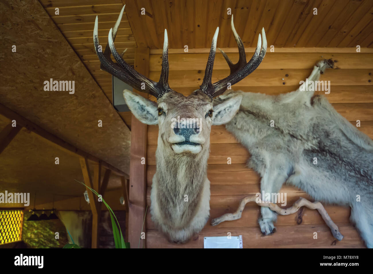 Trophy hunting wolf hi-res stock photography and images - Alamy