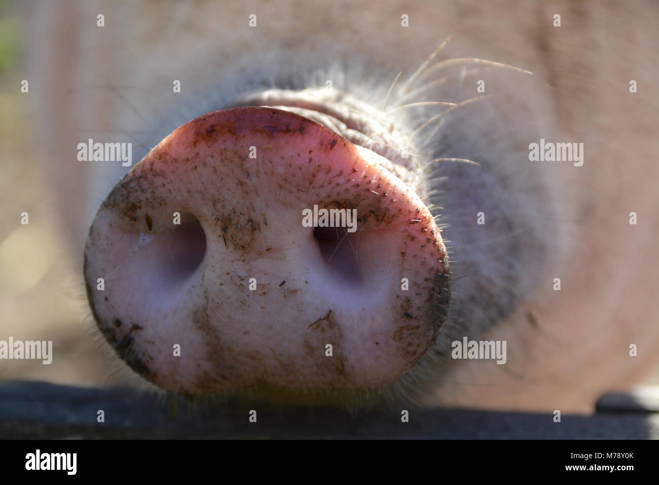 Nose to gate hi-res stock photography and images - Alamy