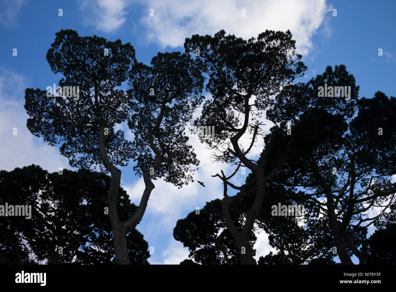 Flying through the trees hi-res stock photography and images - Alamy