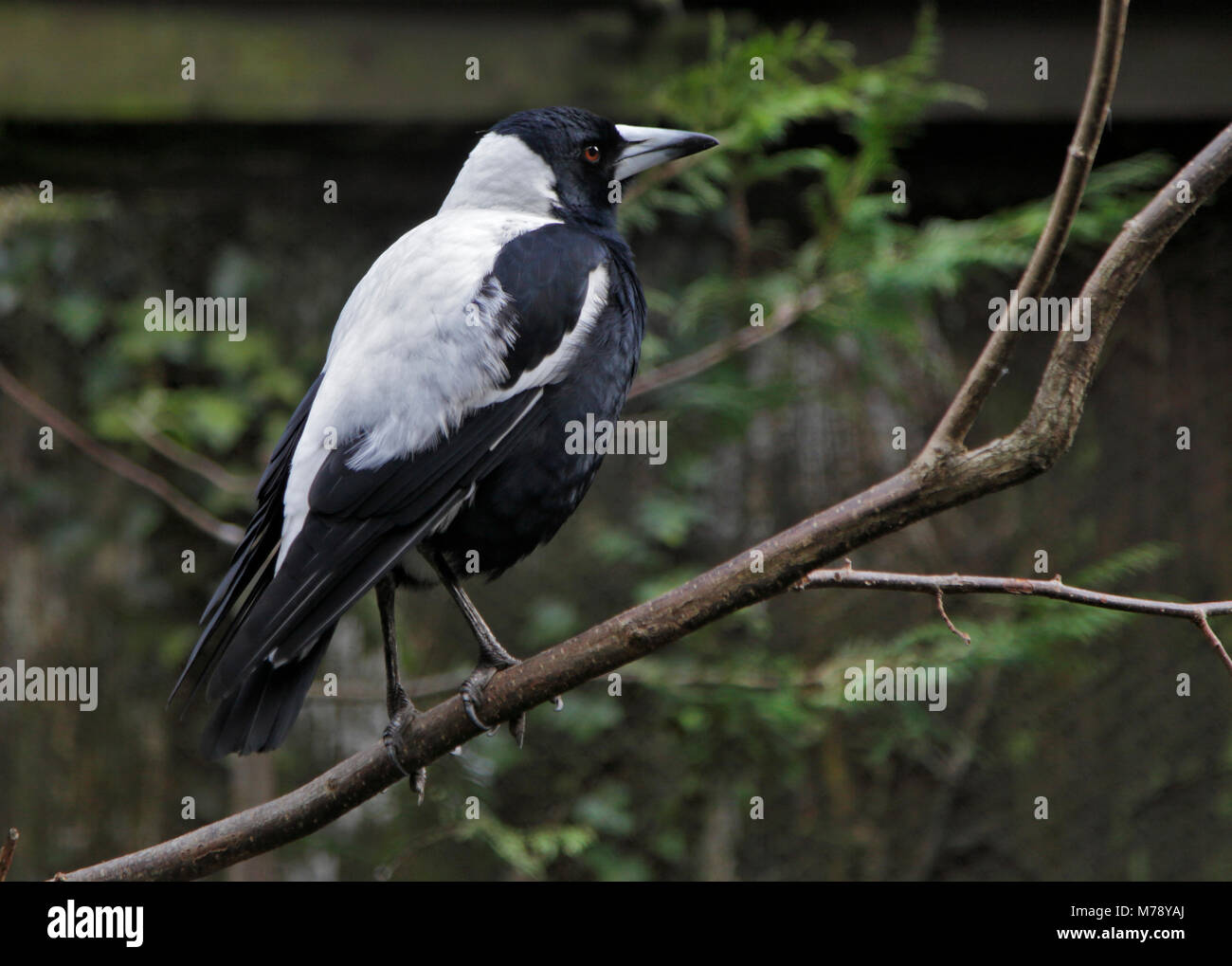 Australian Magpie (gymnorhina tibicen Stock Photo - Alamy