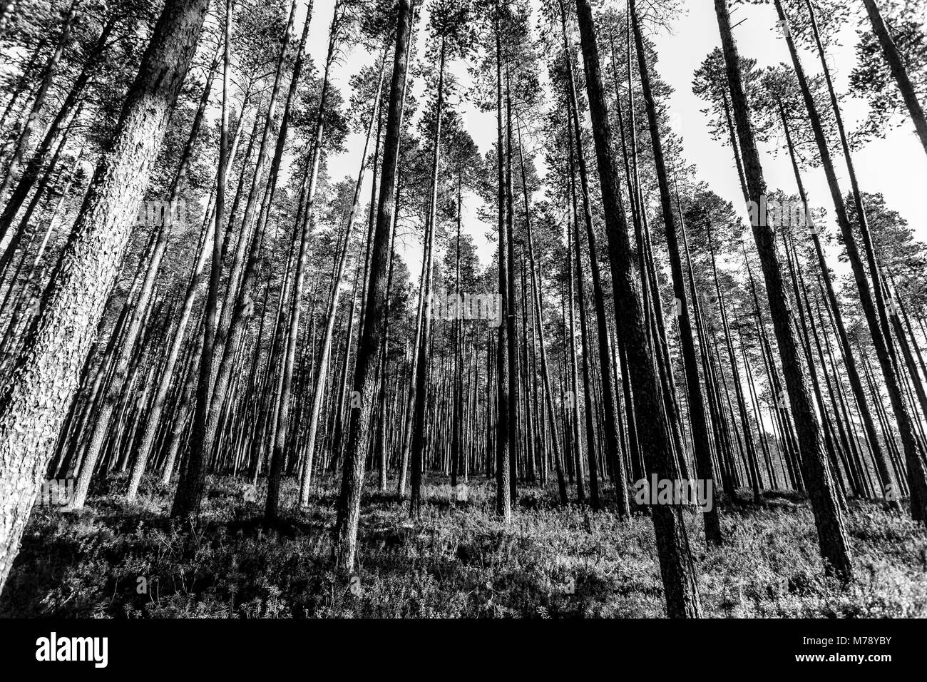 Group tall trees in Black and White Stock Photos & Images - Alamy