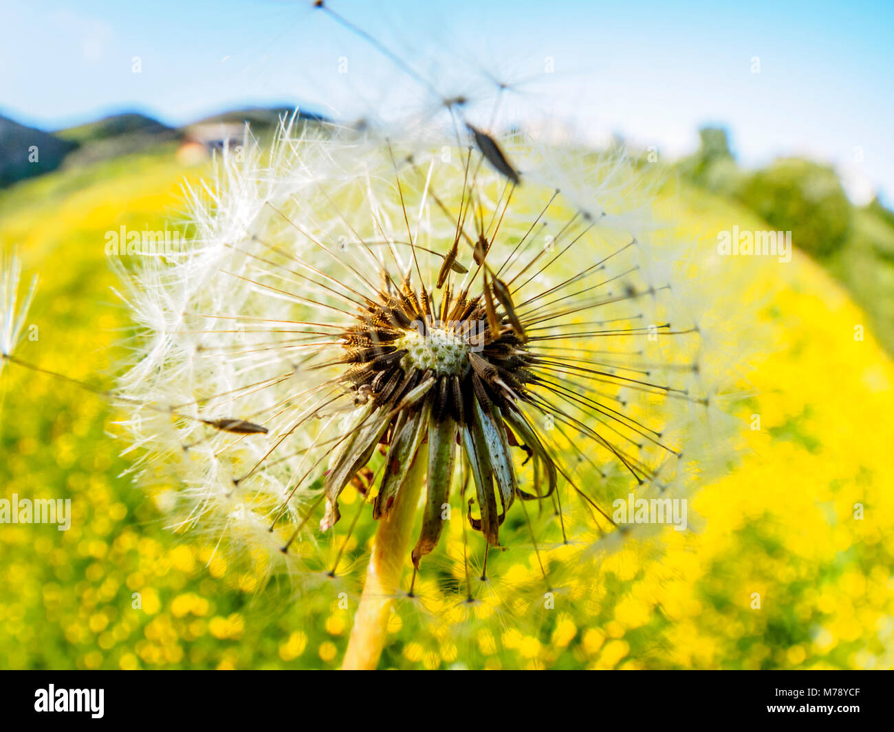 Dandelion Blowing In Wind Stock Photos & Dandelion Blowing In Wind ...