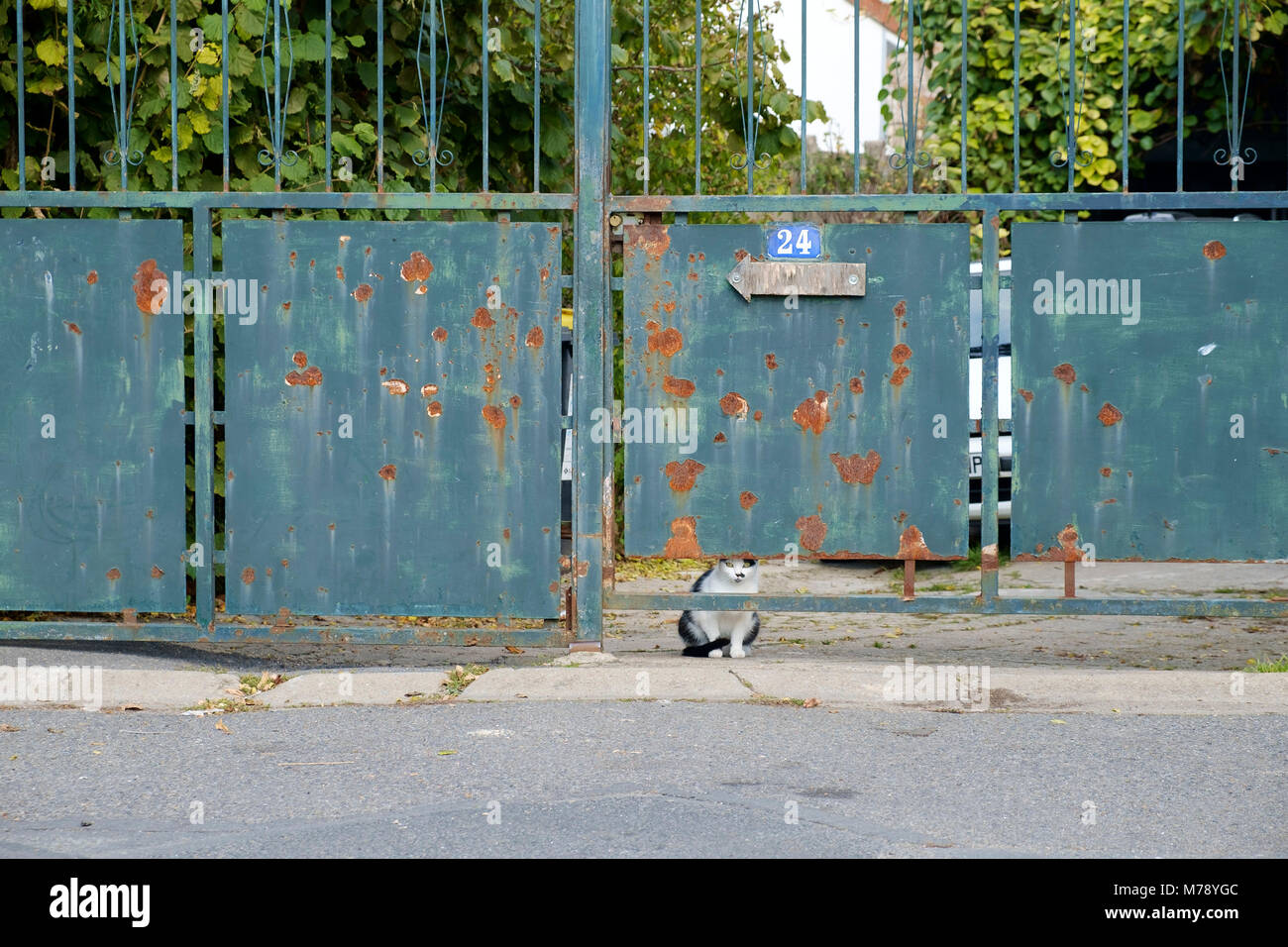 cat behind the gate Stock Photo - Alamy