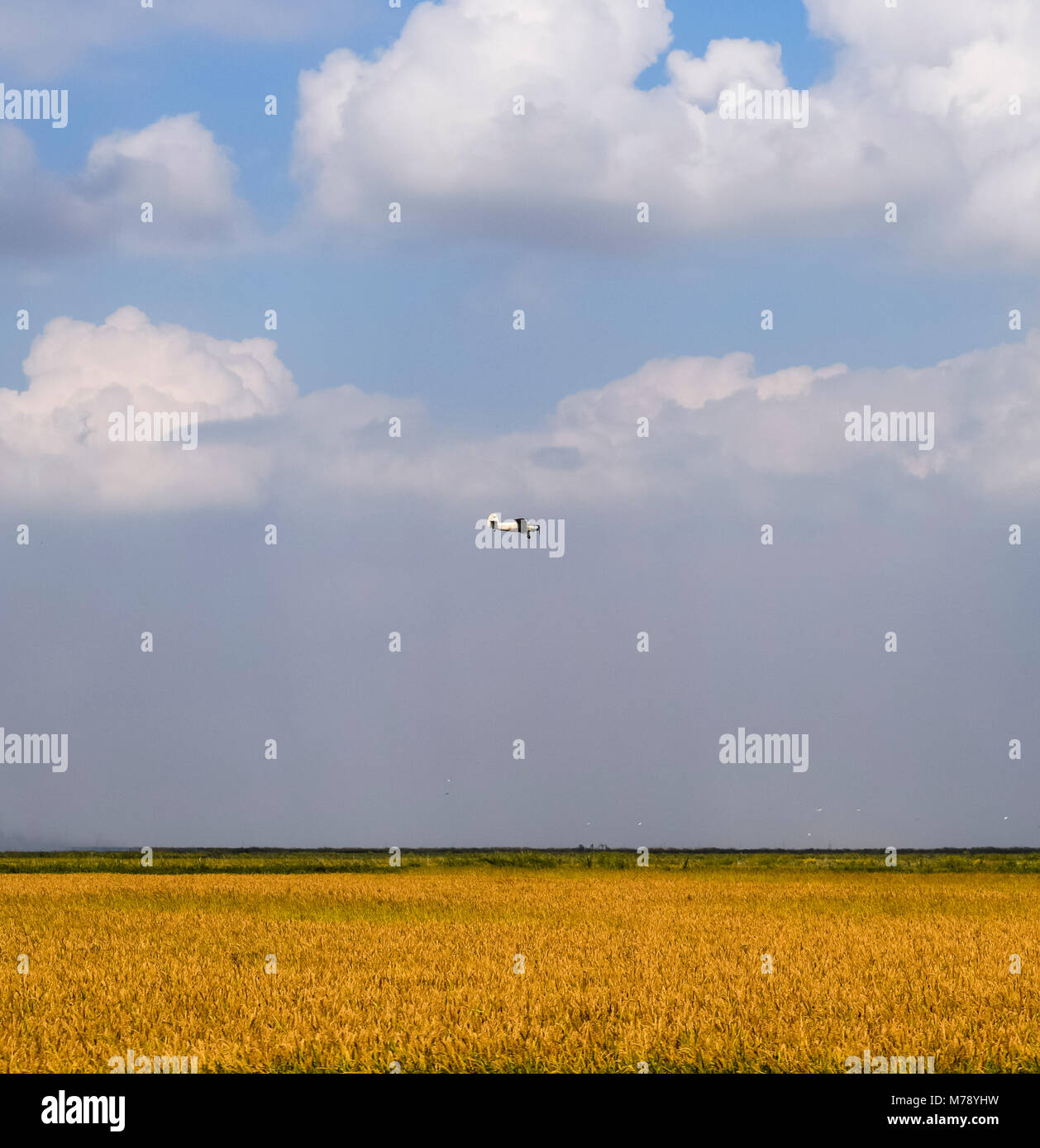 An agricultural plane flies over a field of rice. Air application of ...