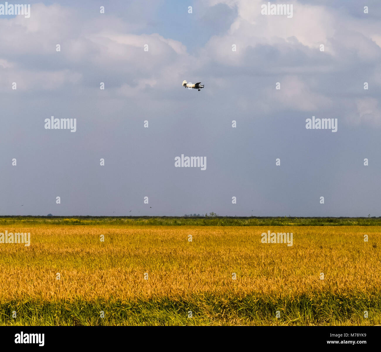 An agricultural plane flies over a field of rice. Air application of ...