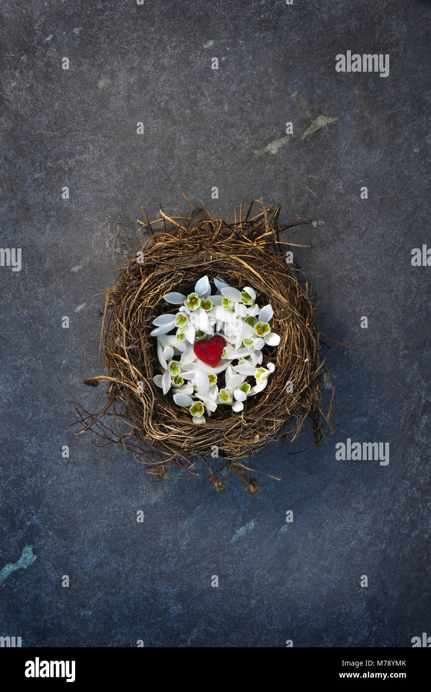 Old bird's nest filled with upturned snowdrop flowers and a small red ...