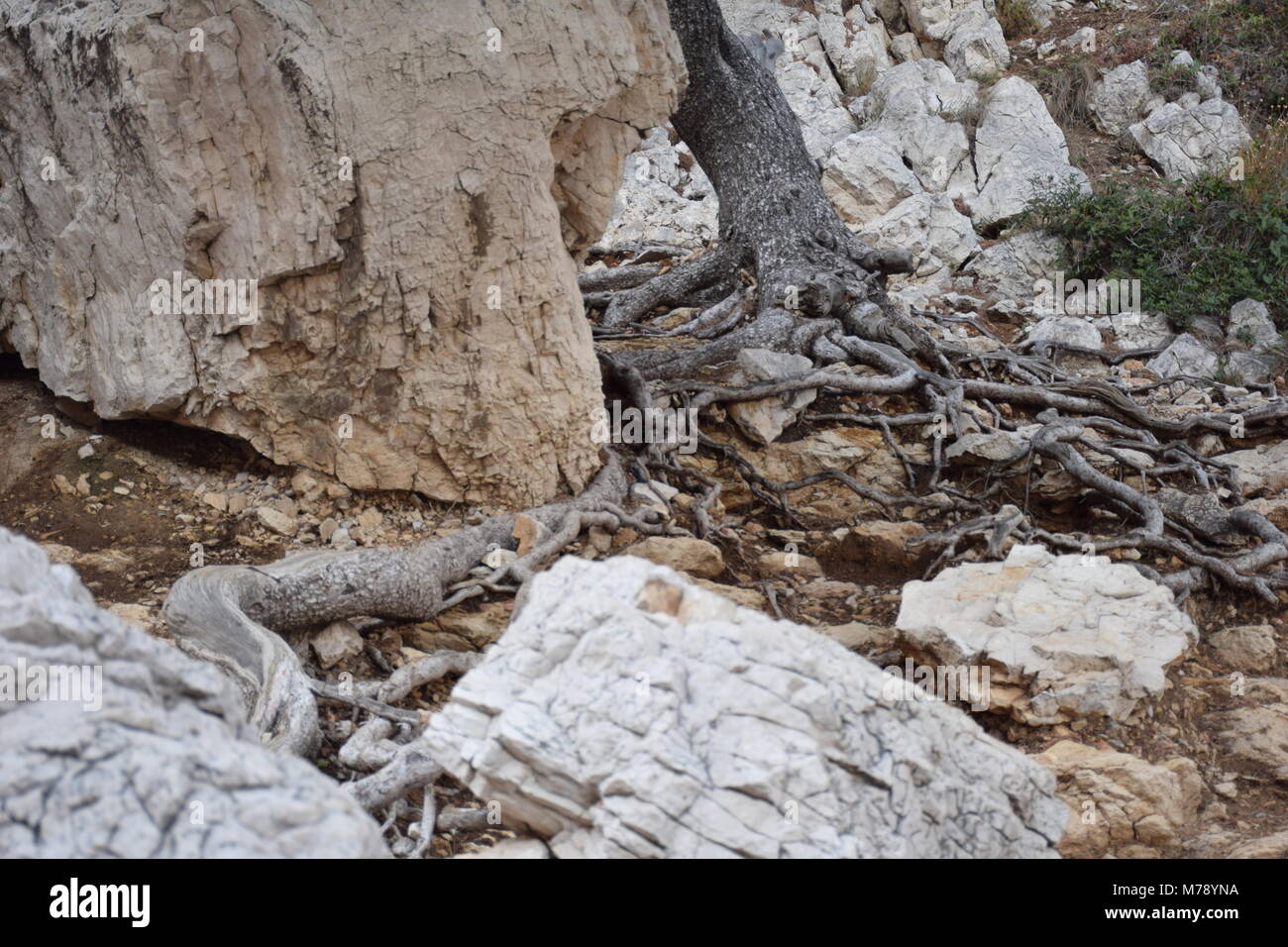 Strong as nature Stock Photo - Alamy