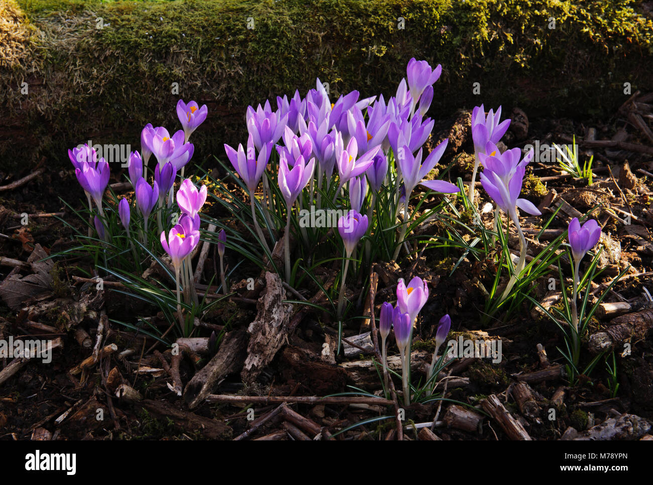 Crocus tommasinianus growing in garden border amonst shrubs, and mulch ...