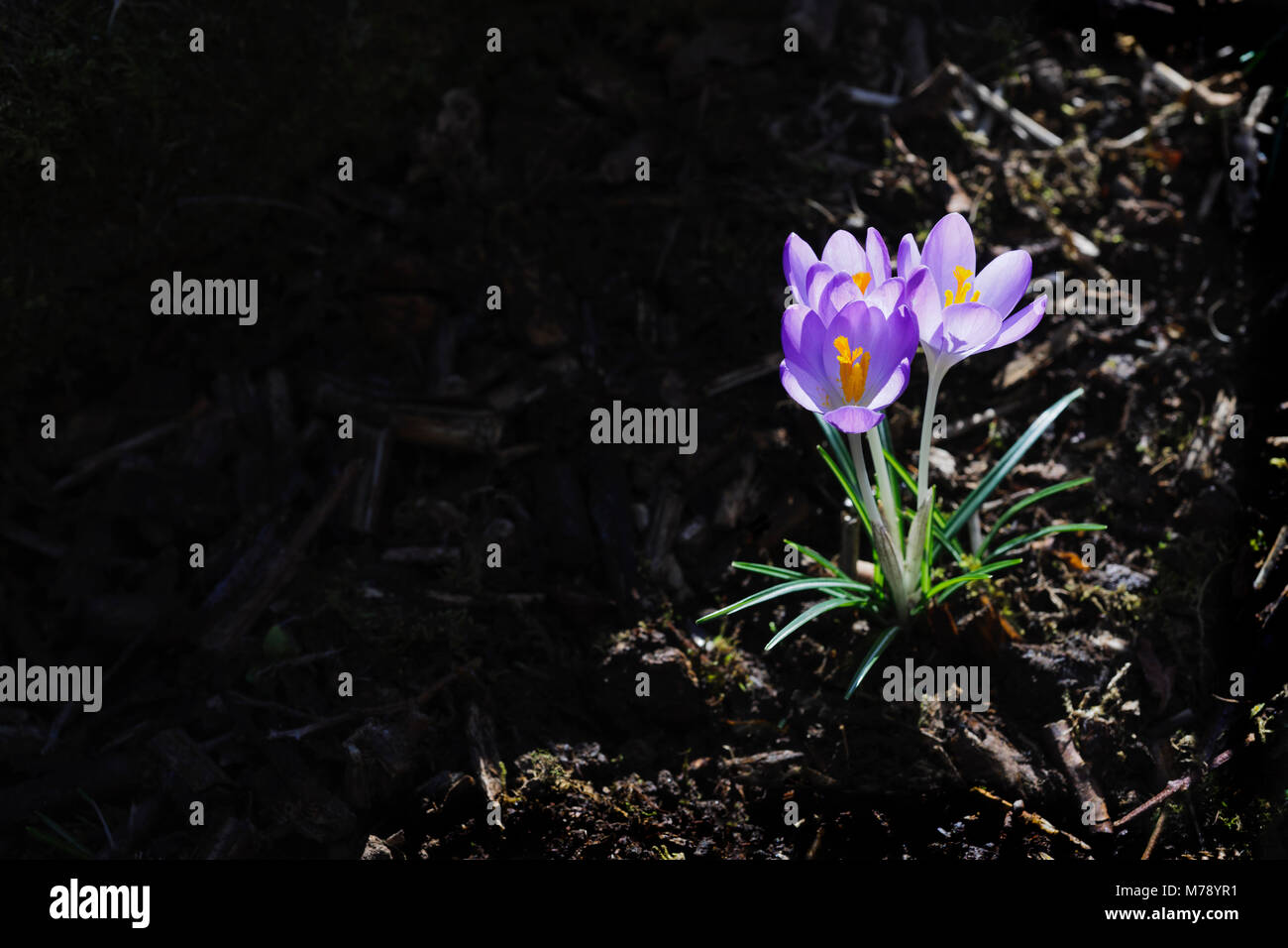 Crocus tommasinianus growing in garden border amonst shrubs, and mulch ...