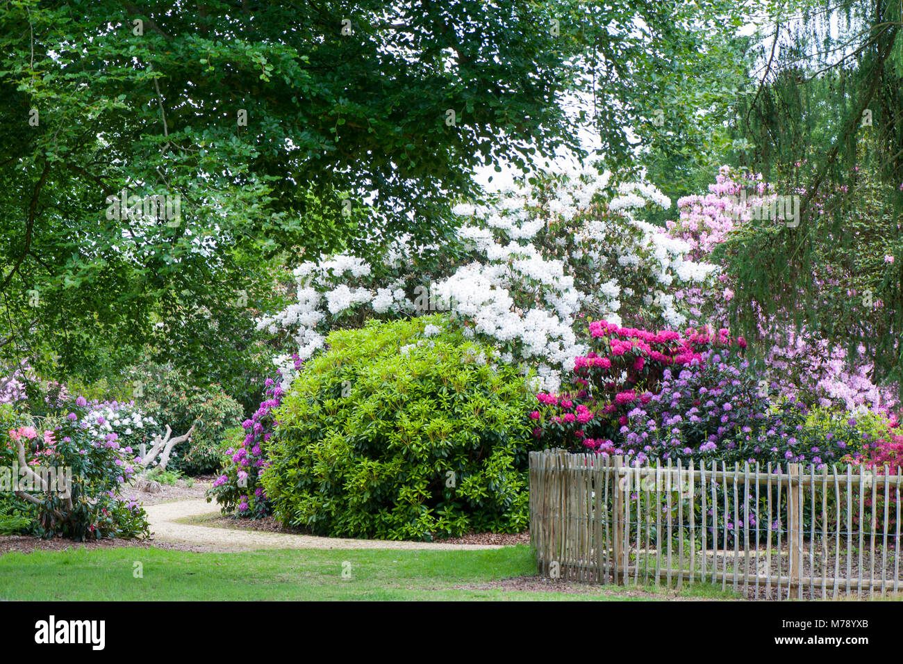 Beautiful summer flowering Rhododendrons and Azaleas in a public park ...