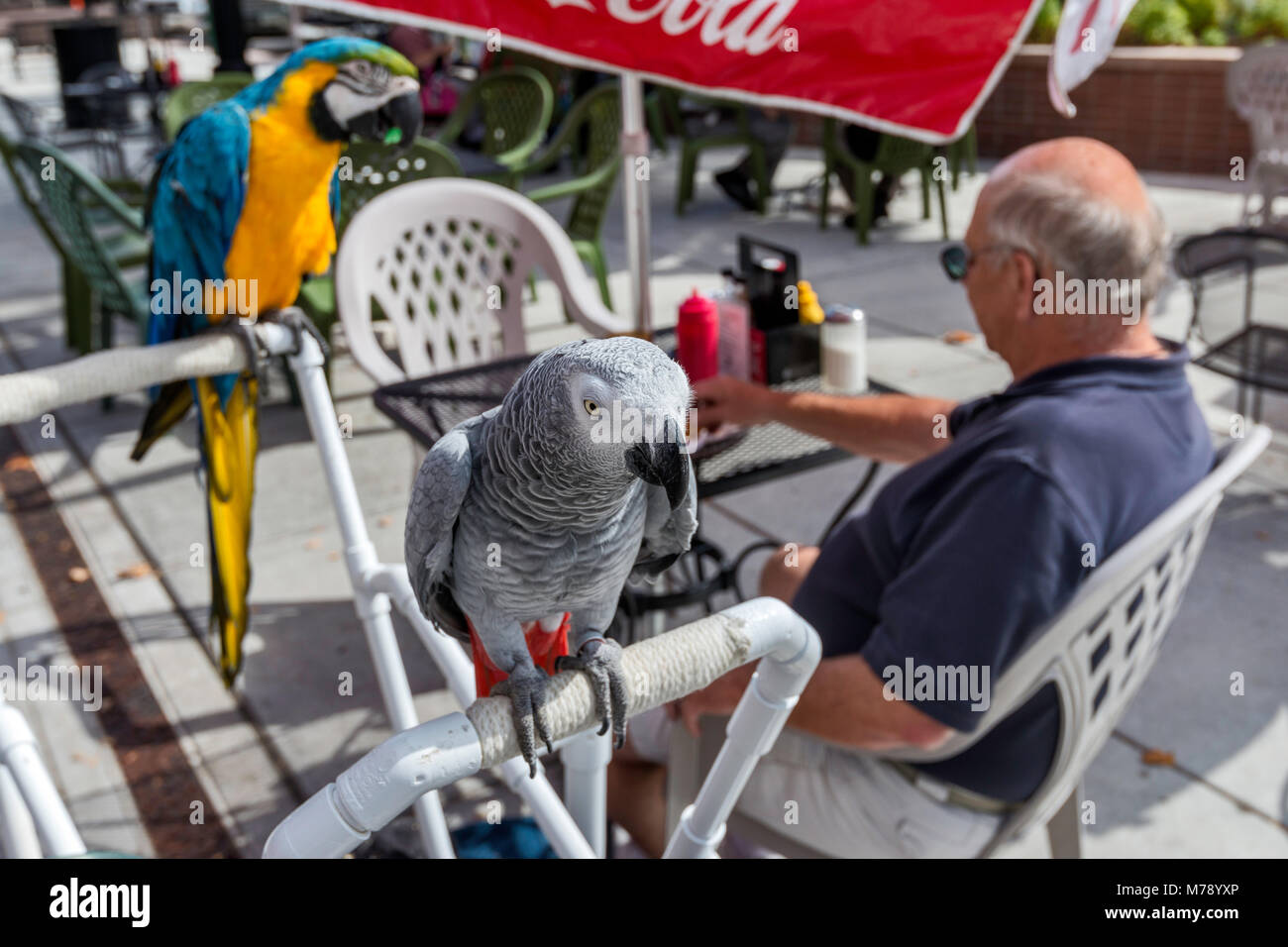 Elderly customer with two parrots in sidewalk cafe at Main Street Mall ...