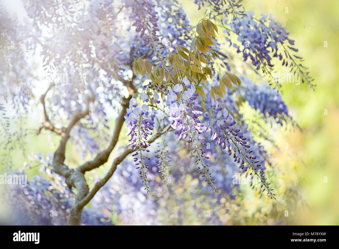 Close-up image of Wisteria Sinensis also known as Chinese wisteria and ...