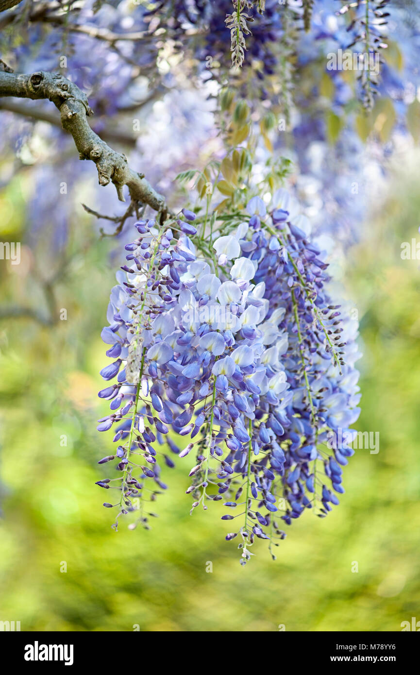 Close-up image of Wisteria Sinensis also known as Chinese wisteria and ...