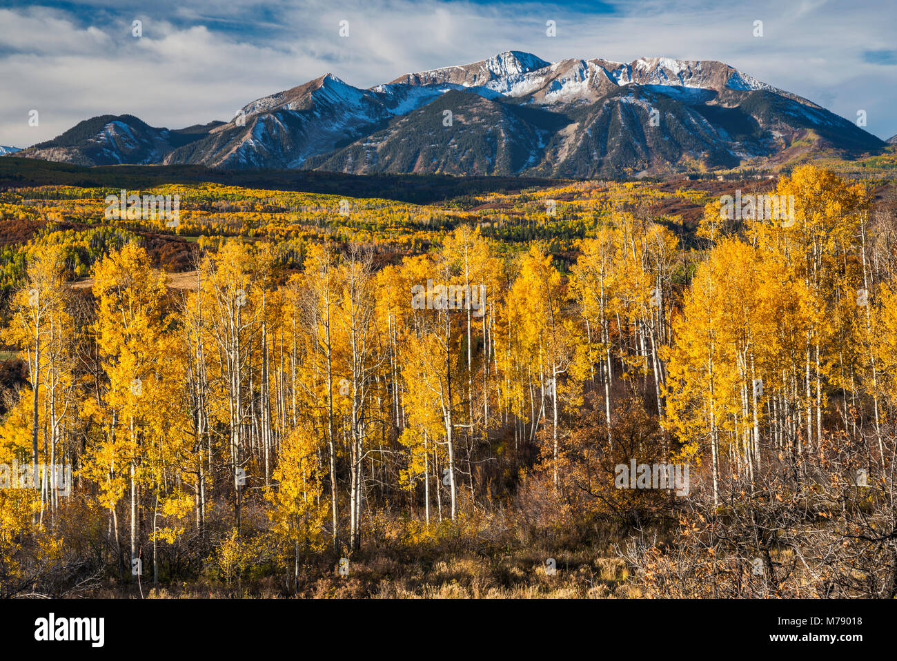 Mount Gunnison, aspens in fall foliage, seen from West Elk Loop Scenic ...