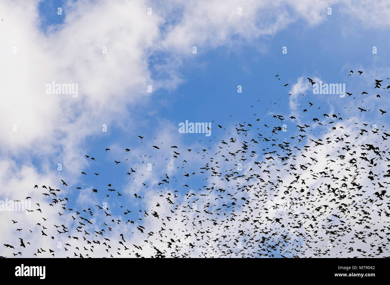 silhouettes of crows on blue sky background with clouds. Large Chaotic ...