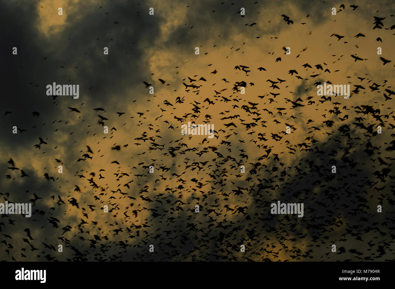 silhouettes of crows on dramatic sky background with clouds. A flock of ...