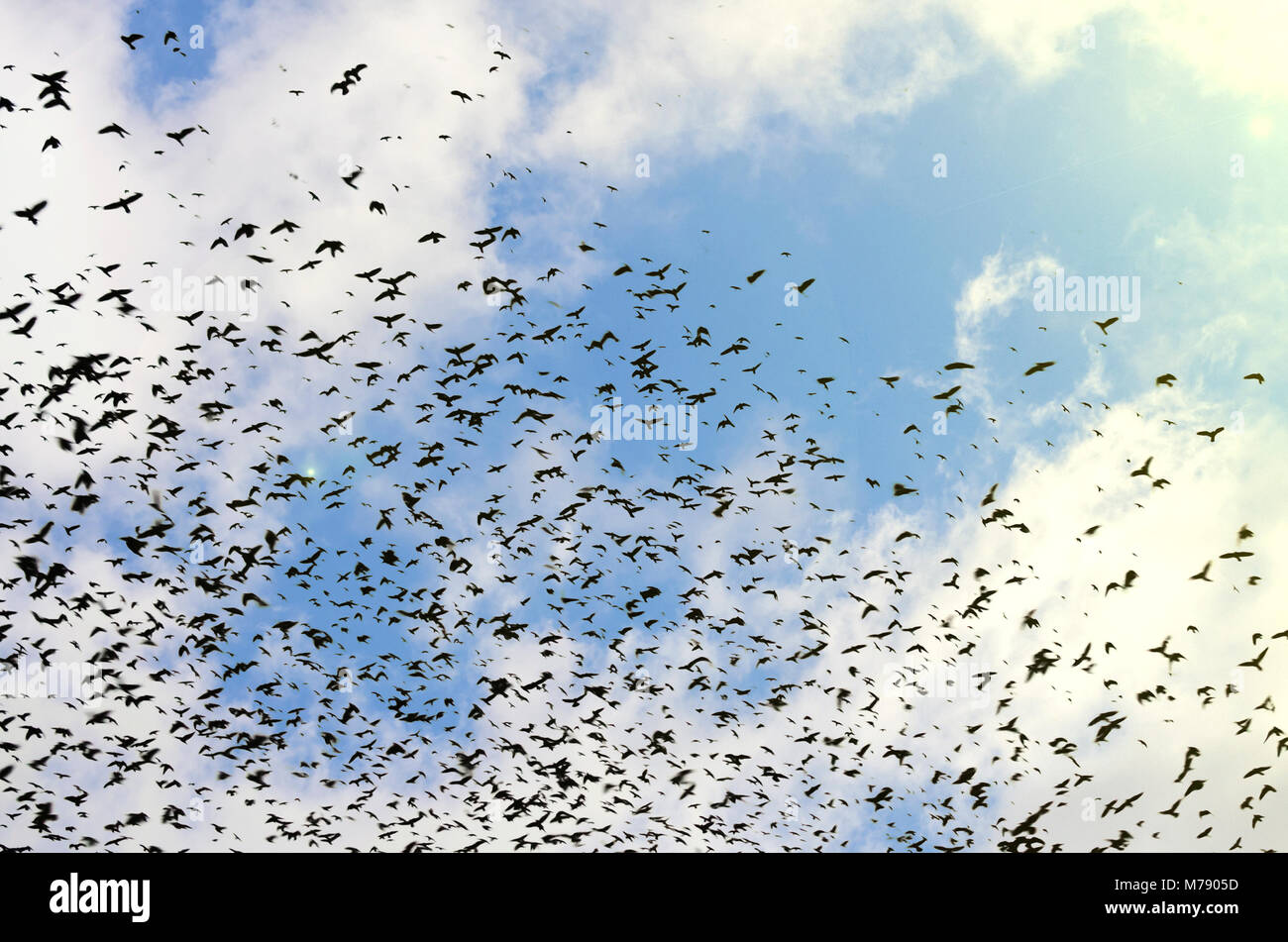 silhouettes of crows on blue sky background with clouds. Large Chaotic ...